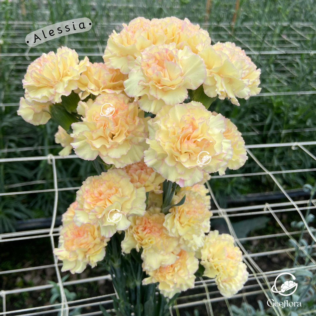 Fall Flower Collection | Geoflora