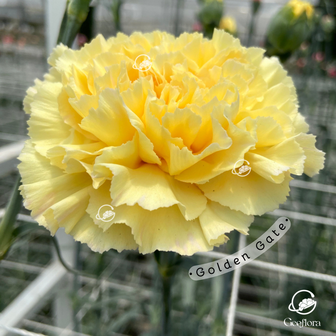 Colección de otoño | Geoflora