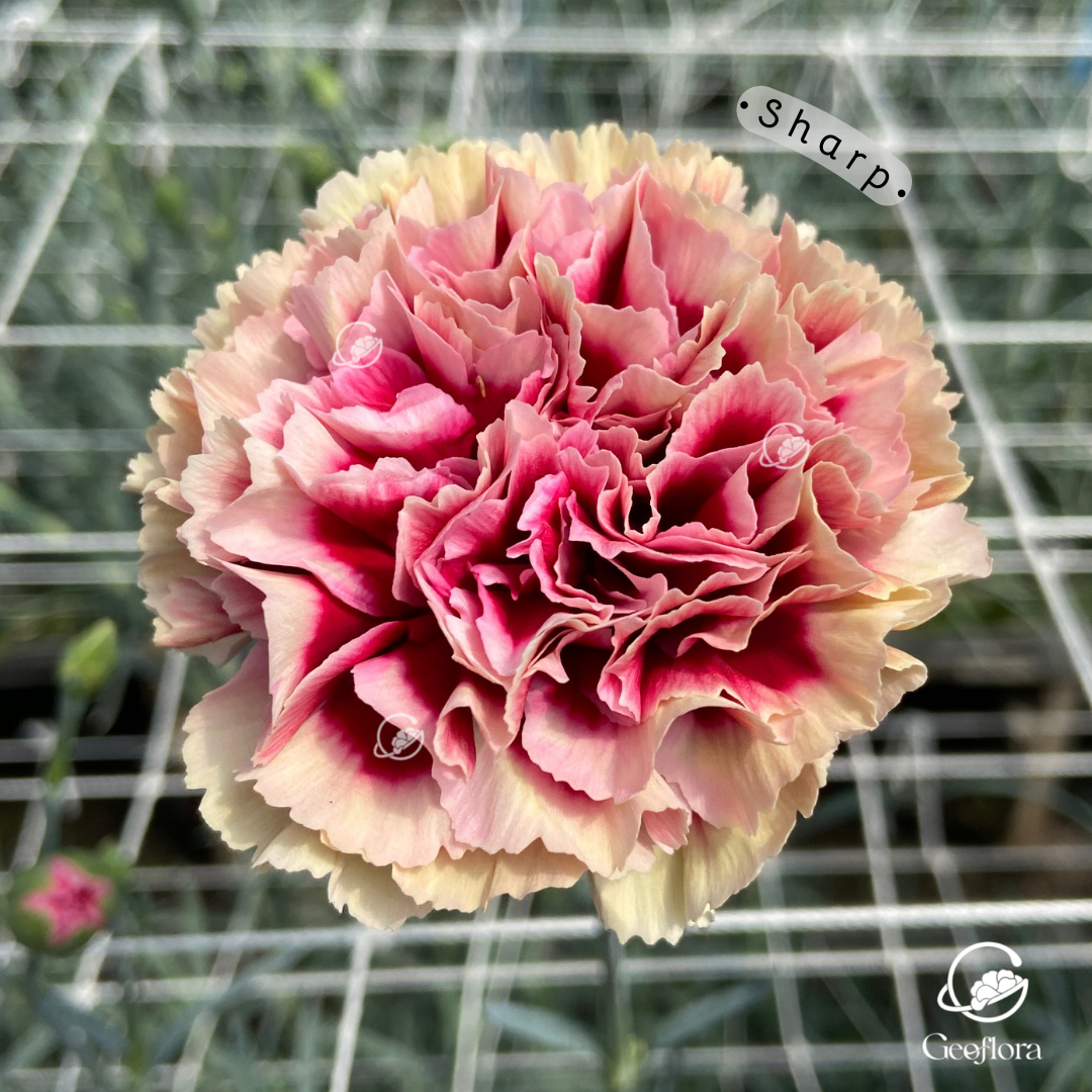 Colección de otoño | Geoflora